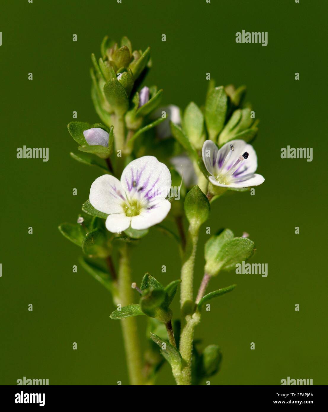 Euphrasia Rostkoviana High Resolution Stock Photography and Images - Alamy