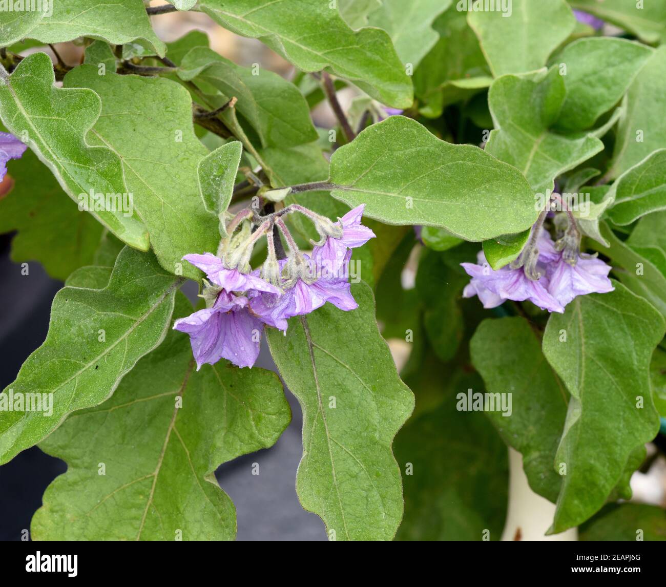 Aubergine, Solanum, melongena, Gretel F1 Stock Photo - Alamy