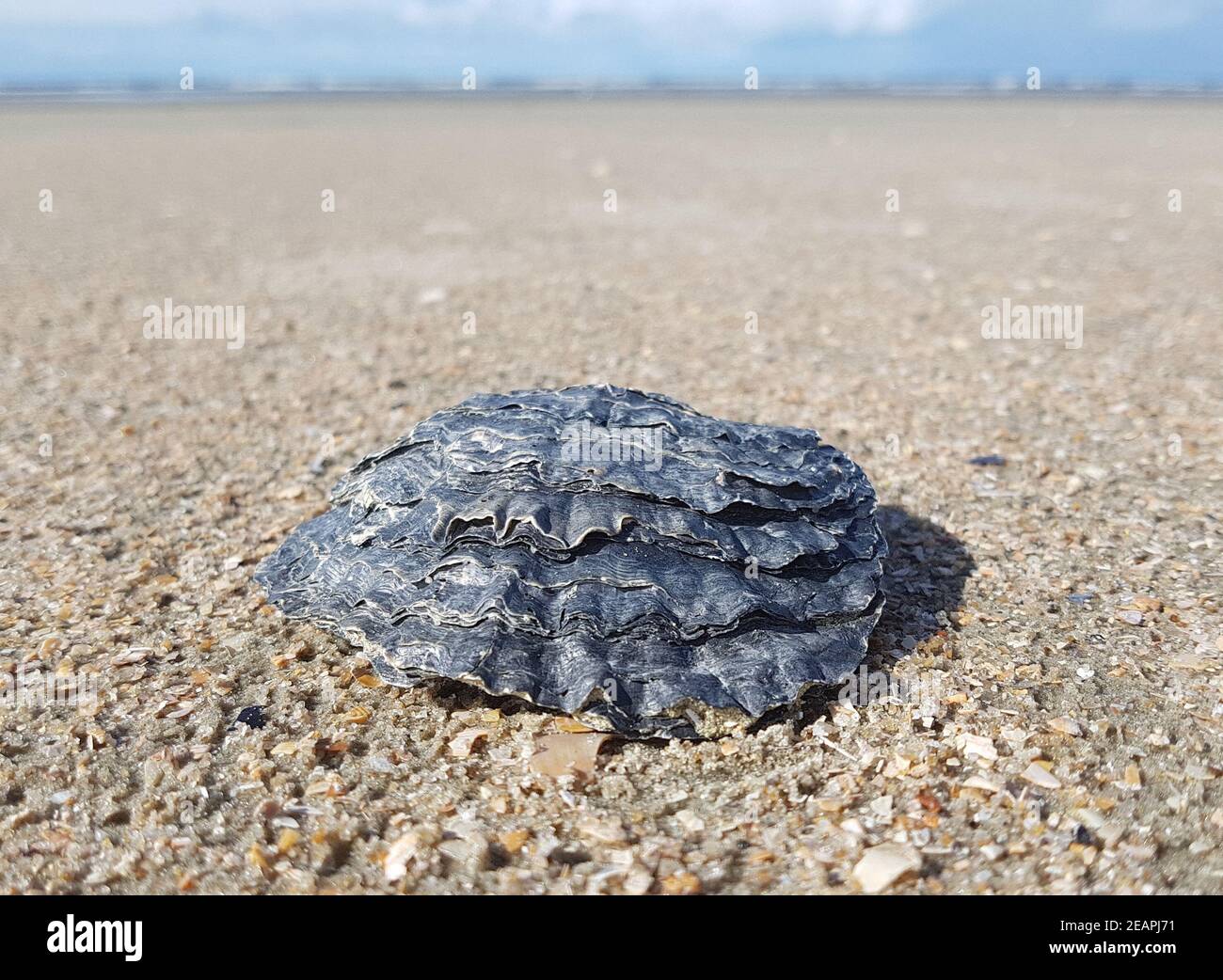 Auster beach hi-res stock photography and images - Alamy