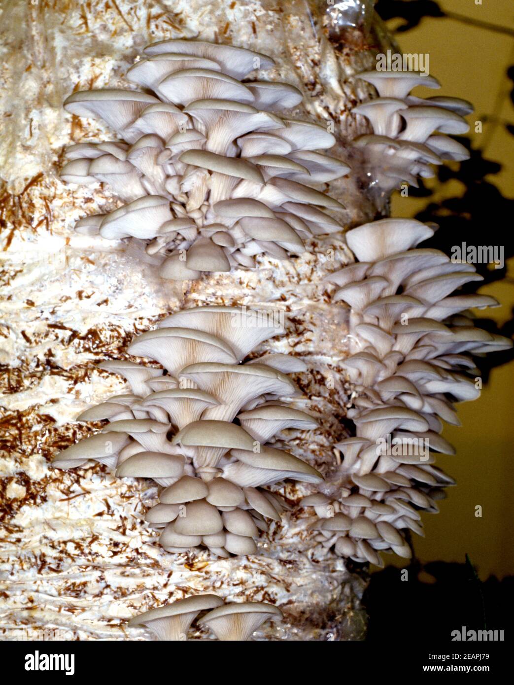 Zuchtpilze hi-res stock photography and images - Alamy