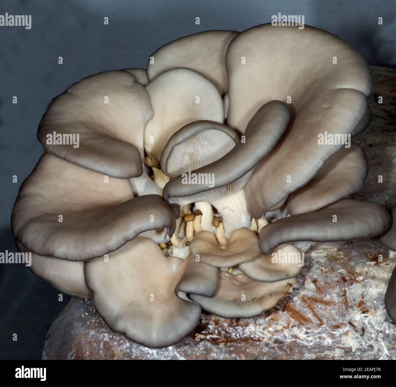 Austernseitling Pleurotus ostreatus Stock Photo - Alamy