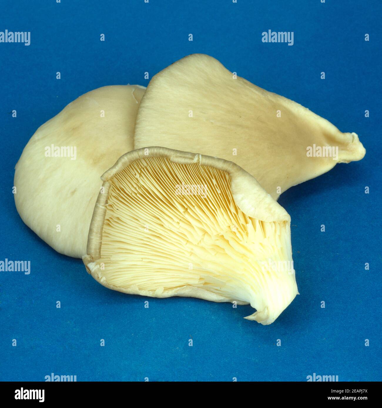 Zuchtpilze hi-res stock photography and images - Alamy