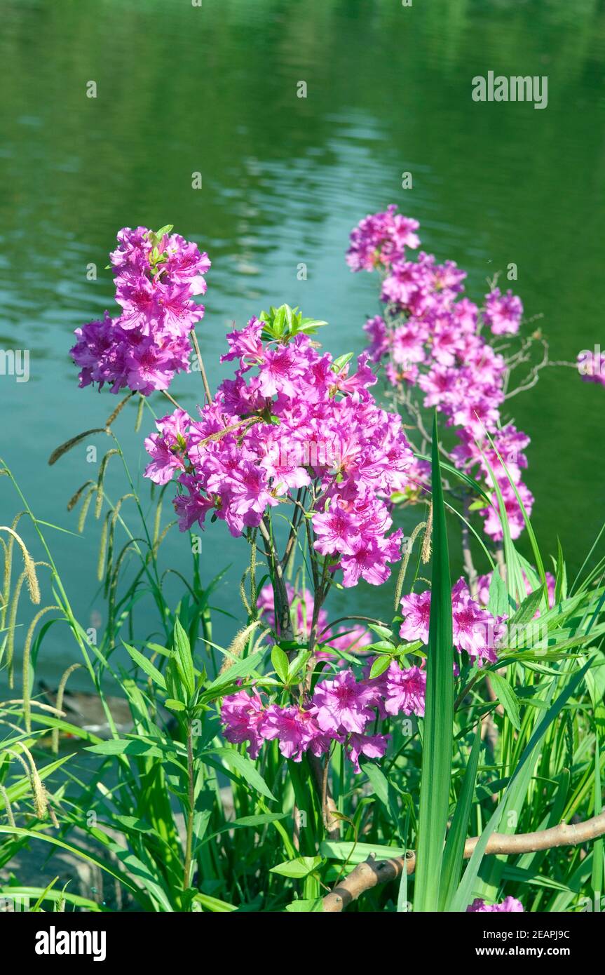 Azalee hi-res stock photography and images - Alamy