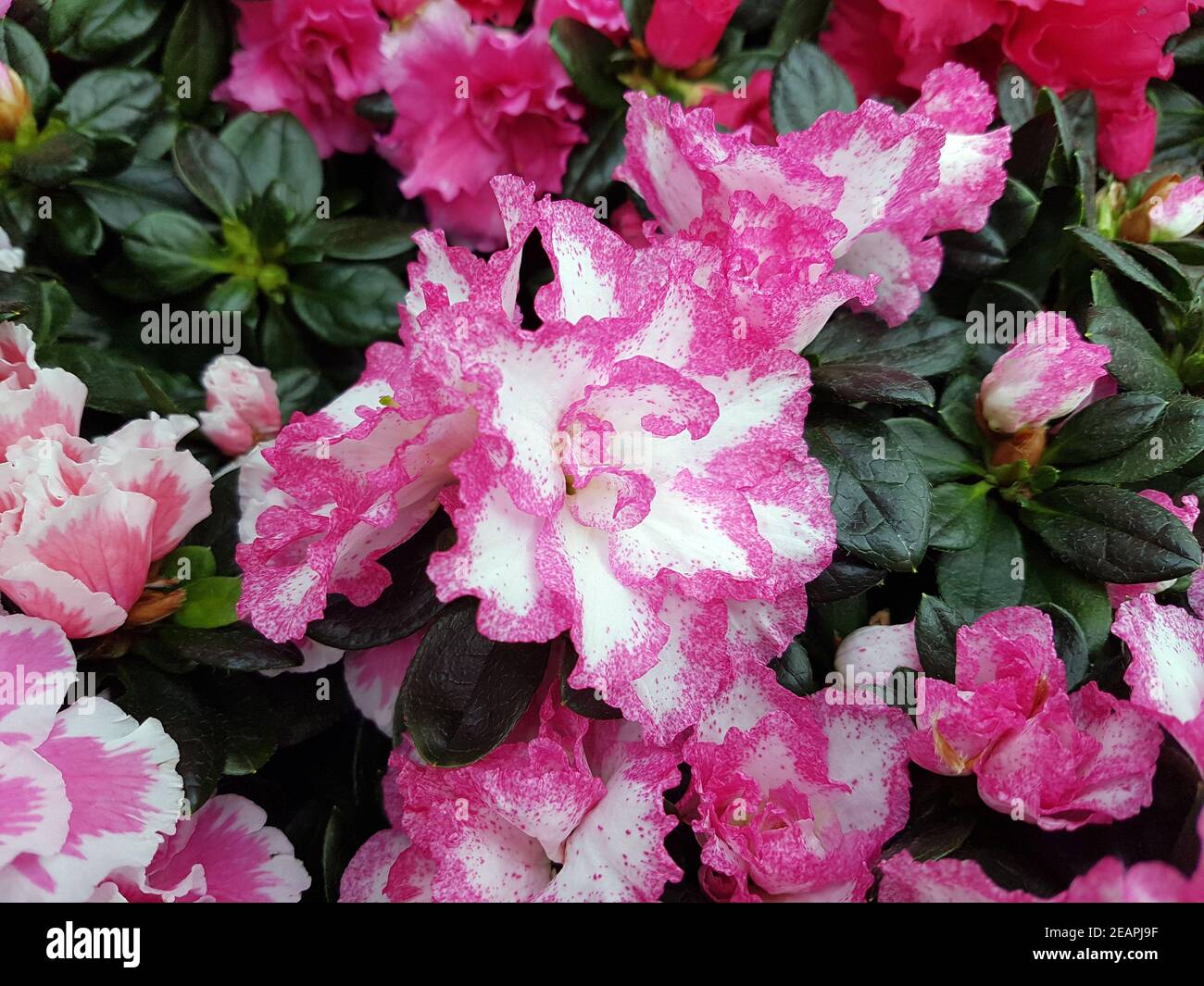 Azalee hi-res stock photography and images - Alamy