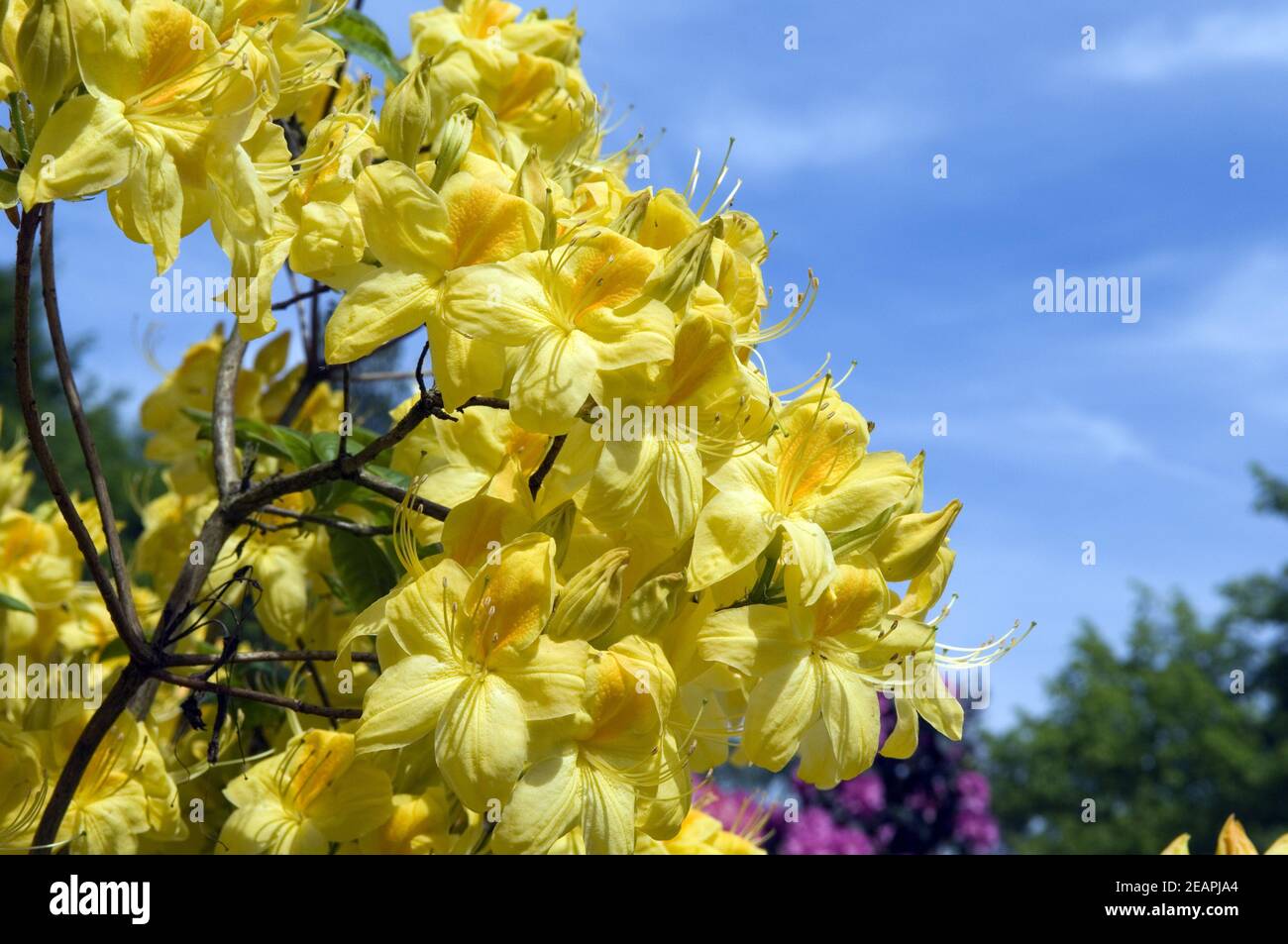 Knaphill azalee High Resolution Stock Photography and Images - Alamy