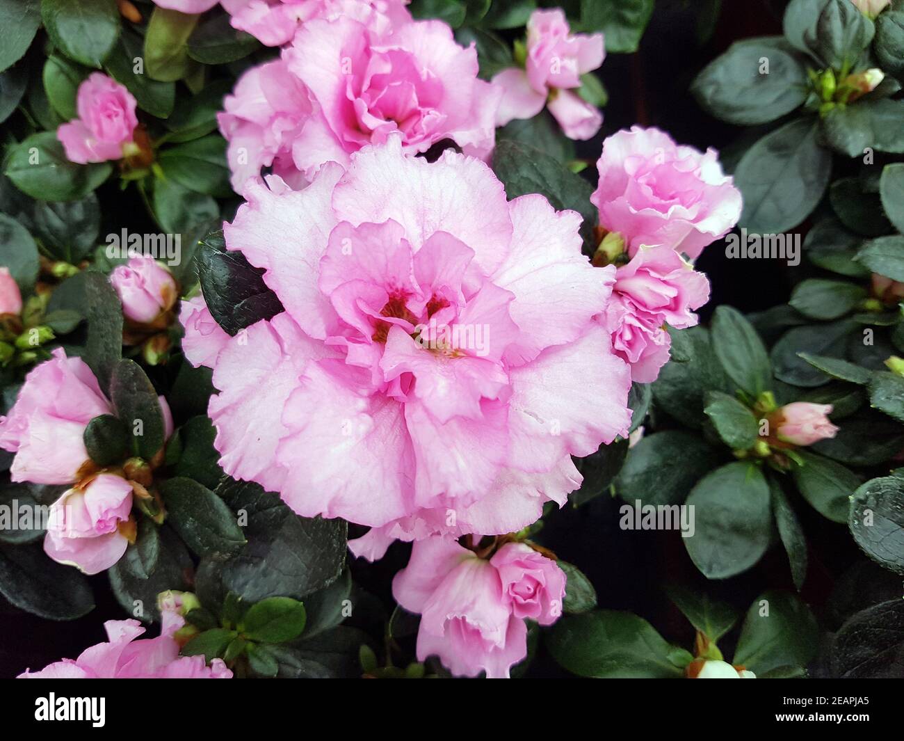 Azaleenbluete, Azalea Azalee Stock Photo - Alamy