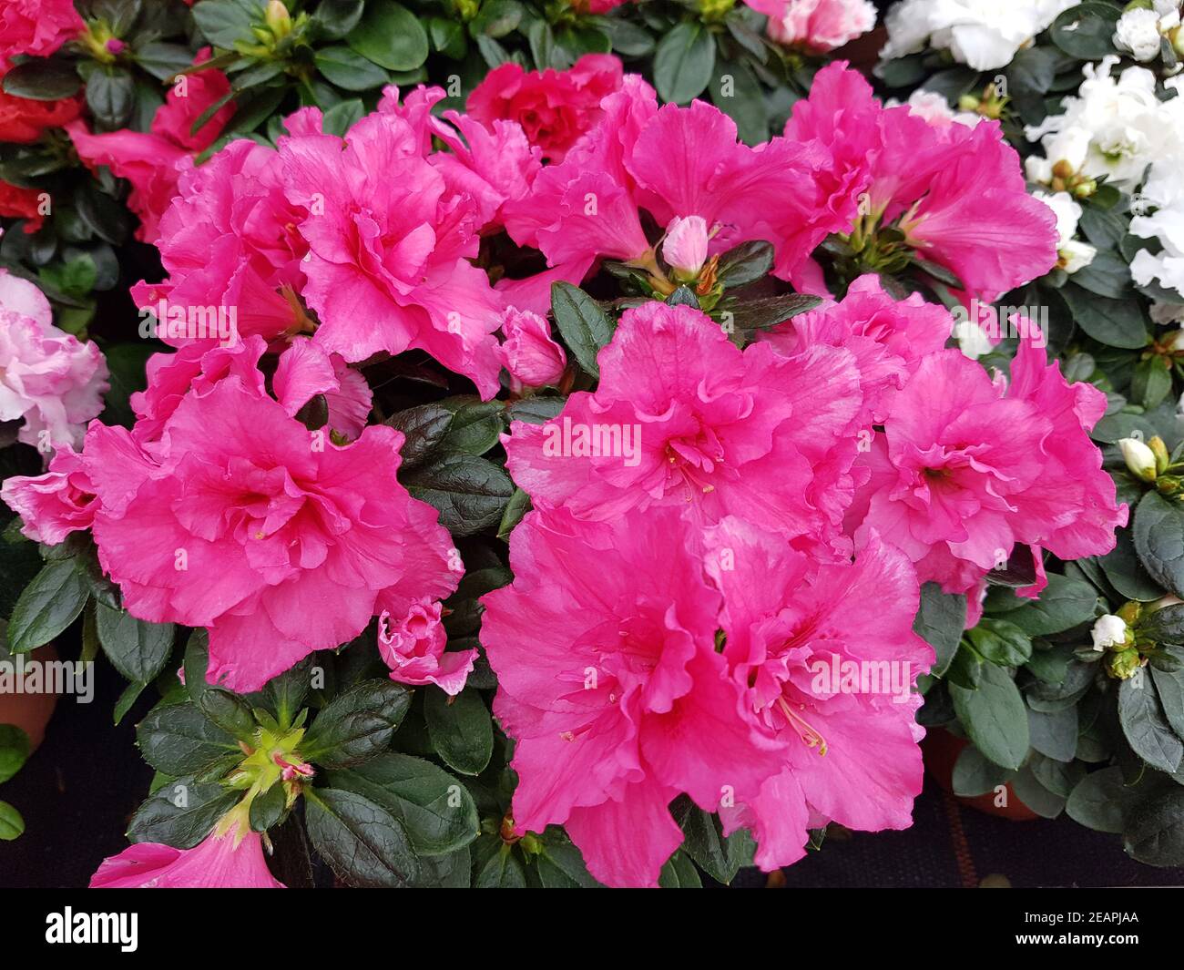 Azaleenbluete, Azalea Azalee Stock Photo - Alamy
