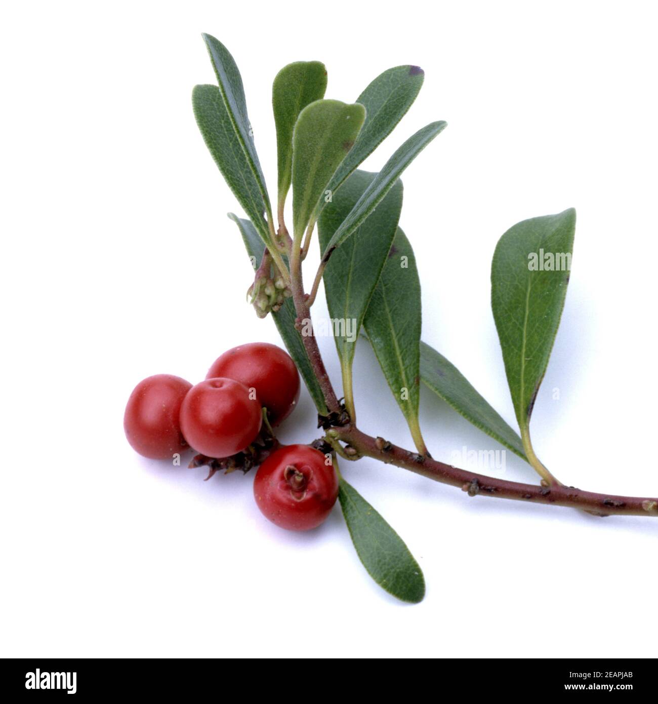 Baerentraube Cut Out Stock Images & Pictures - Alamy