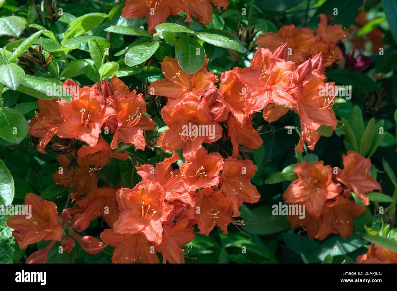 Azaleen hi-res stock photography and images - Alamy