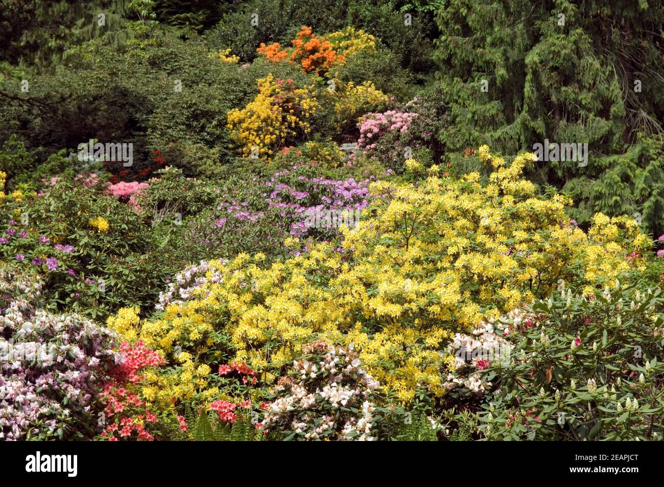 Weiße azaleen hi-res stock photography and images - Alamy