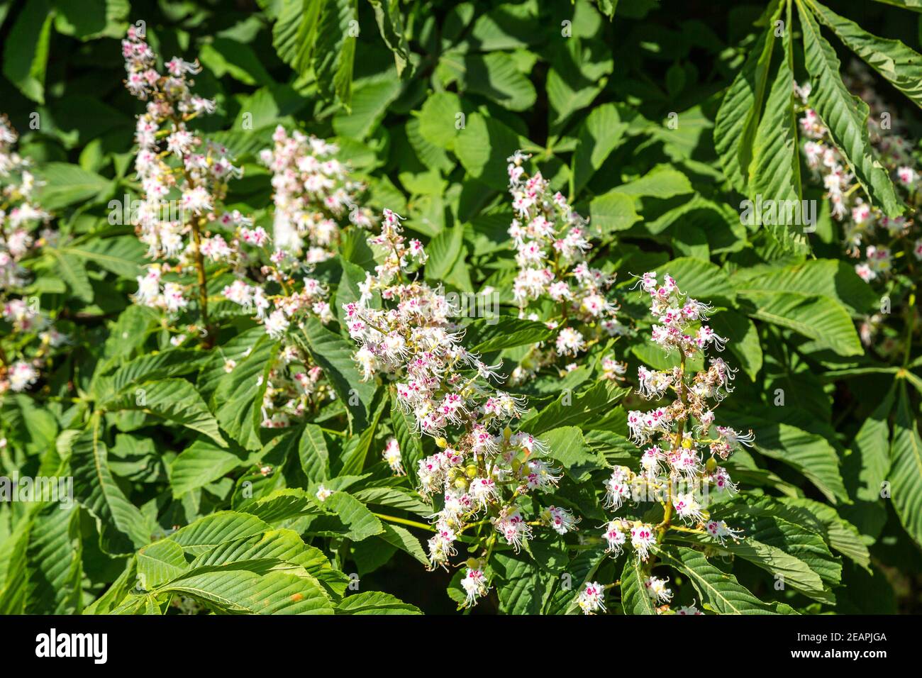 Blooming sweet chestnut tree hi-res stock photography and images - Alamy