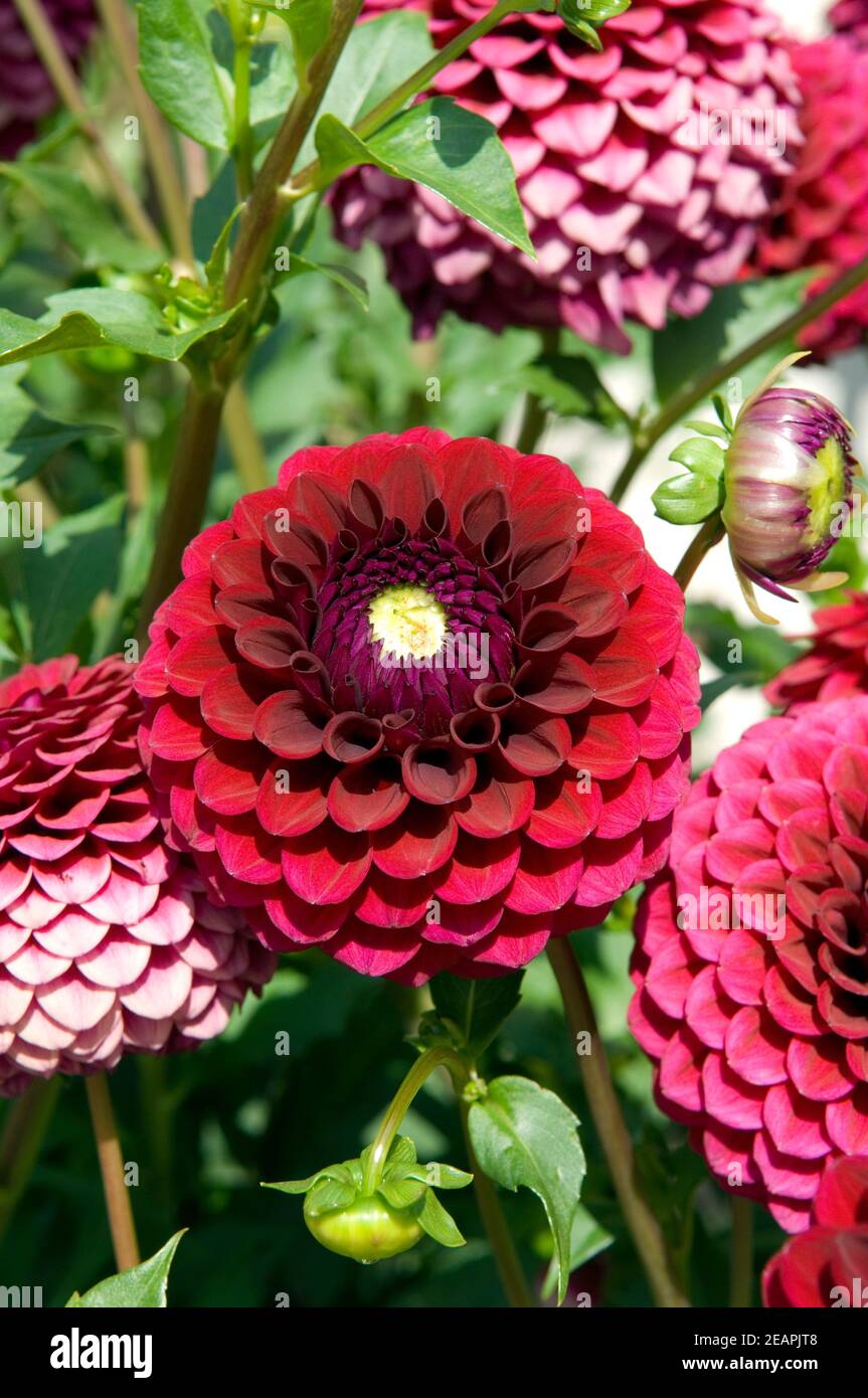 Babette hi-res stock photography and images - Alamy