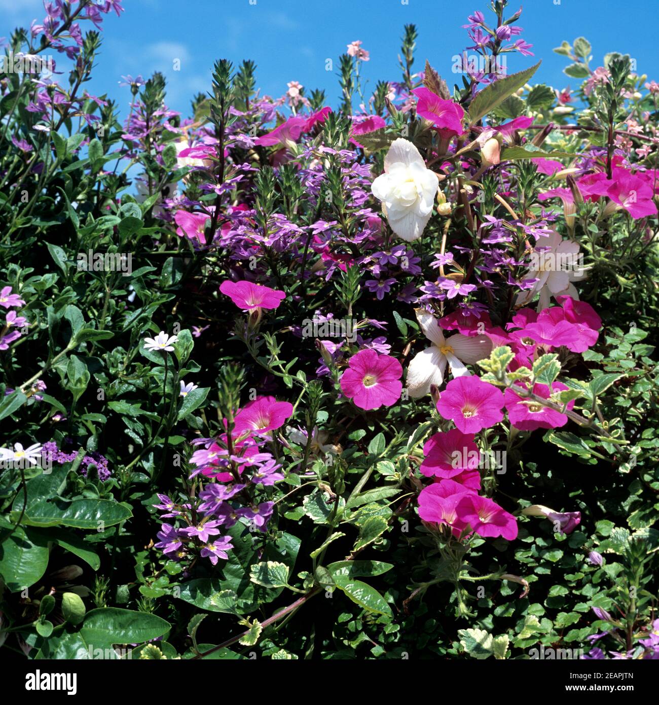 Balkonblumen hi-res stock photography and images - Alamy