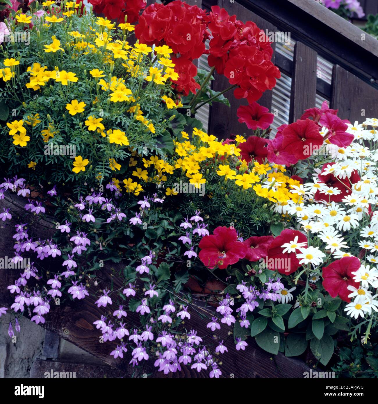 Balkonblumen hi-res stock photography and images - Alamy