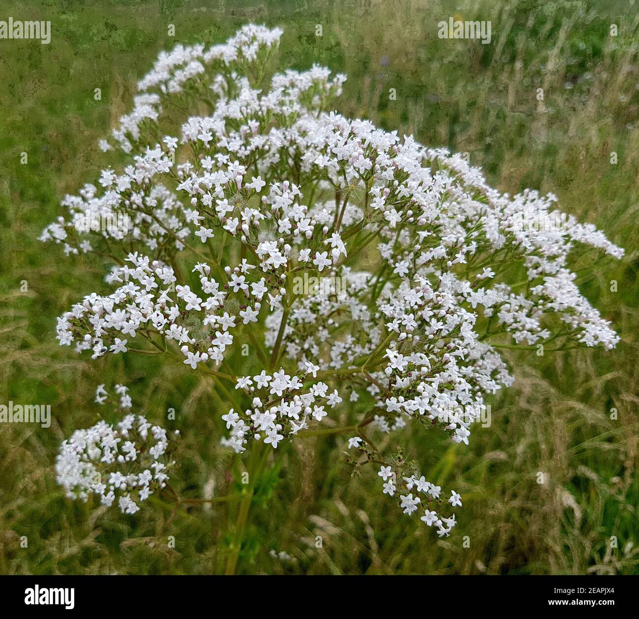 Baldrian valeriana officinalis medicinal plant hi-res stock photography ...