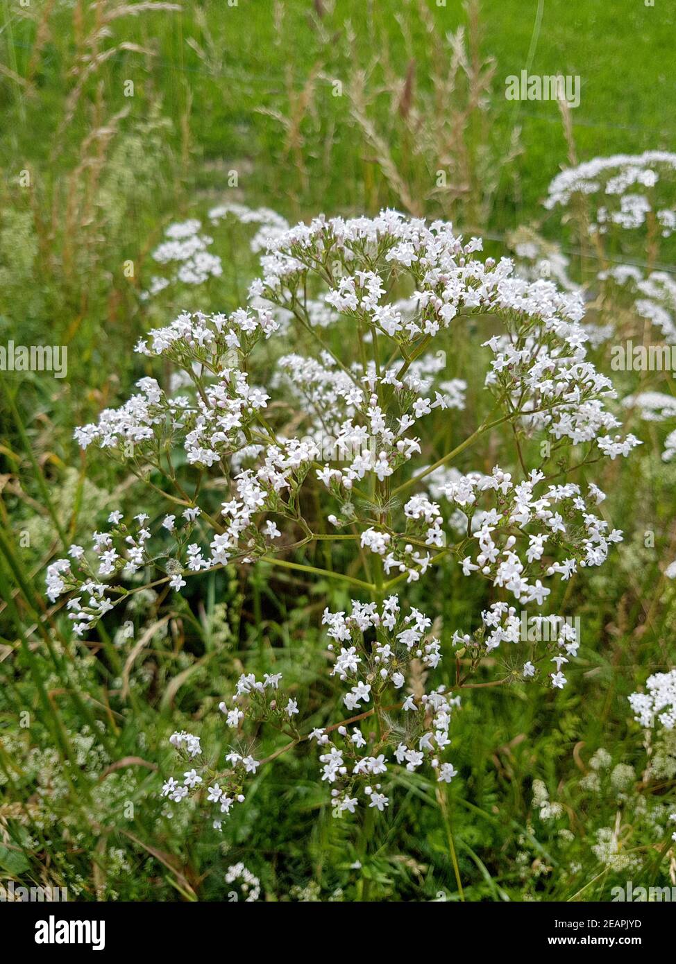 Baldrian, Baldrianbluete, Valeriana, officinalis Stock Photo - Alamy