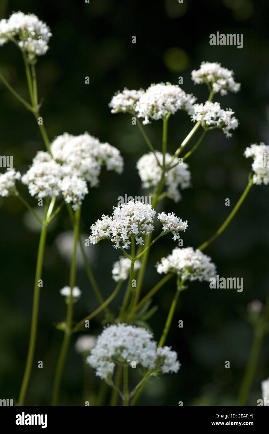 Baldrianbluete hi-res stock photography and images - Alamy