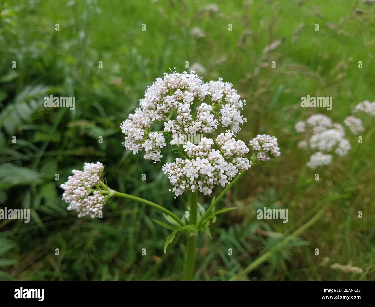 Baldrian Baldrianbluete Valeriana officinalis Heilpflanze Stock Photo ...