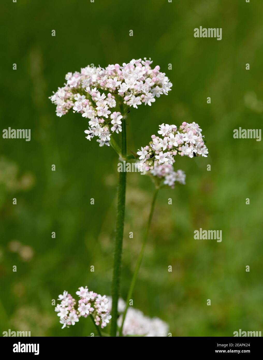 Baldrian, Baldrianbluete, Valeriana, officinalis Stock Photo - Alamy