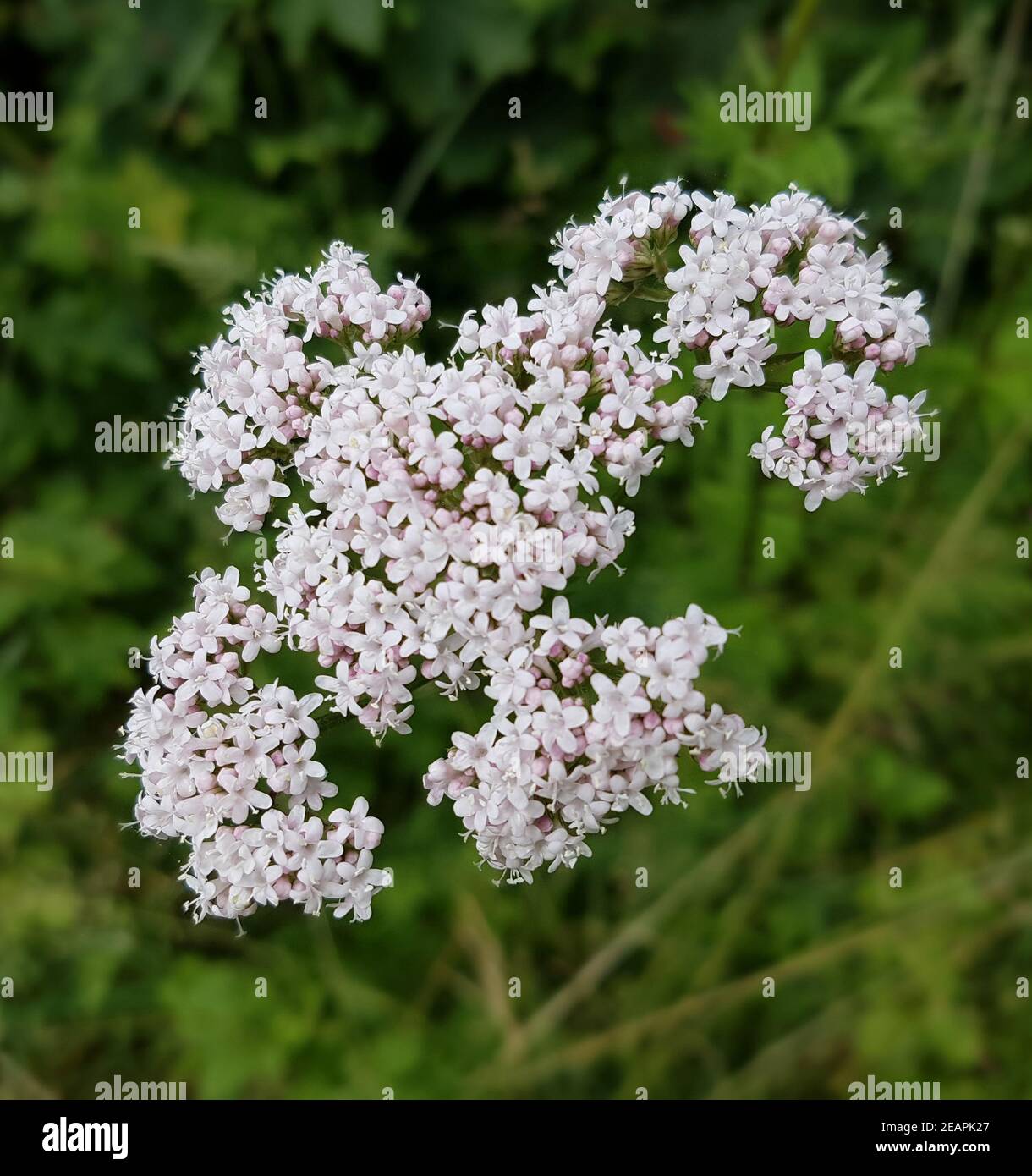 Baldrian Baldrianbluete Valeriana officinalis Heilpflanze Stock Photo ...