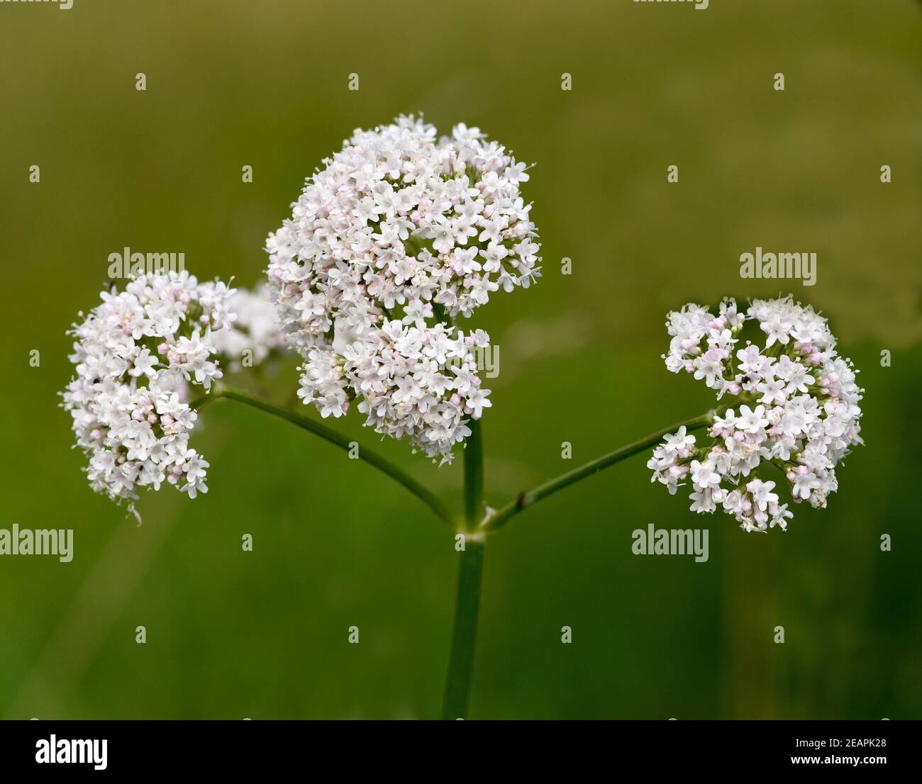 Baldrian, Baldrianbluete, Valeriana, officinalis Stock Photo - Alamy