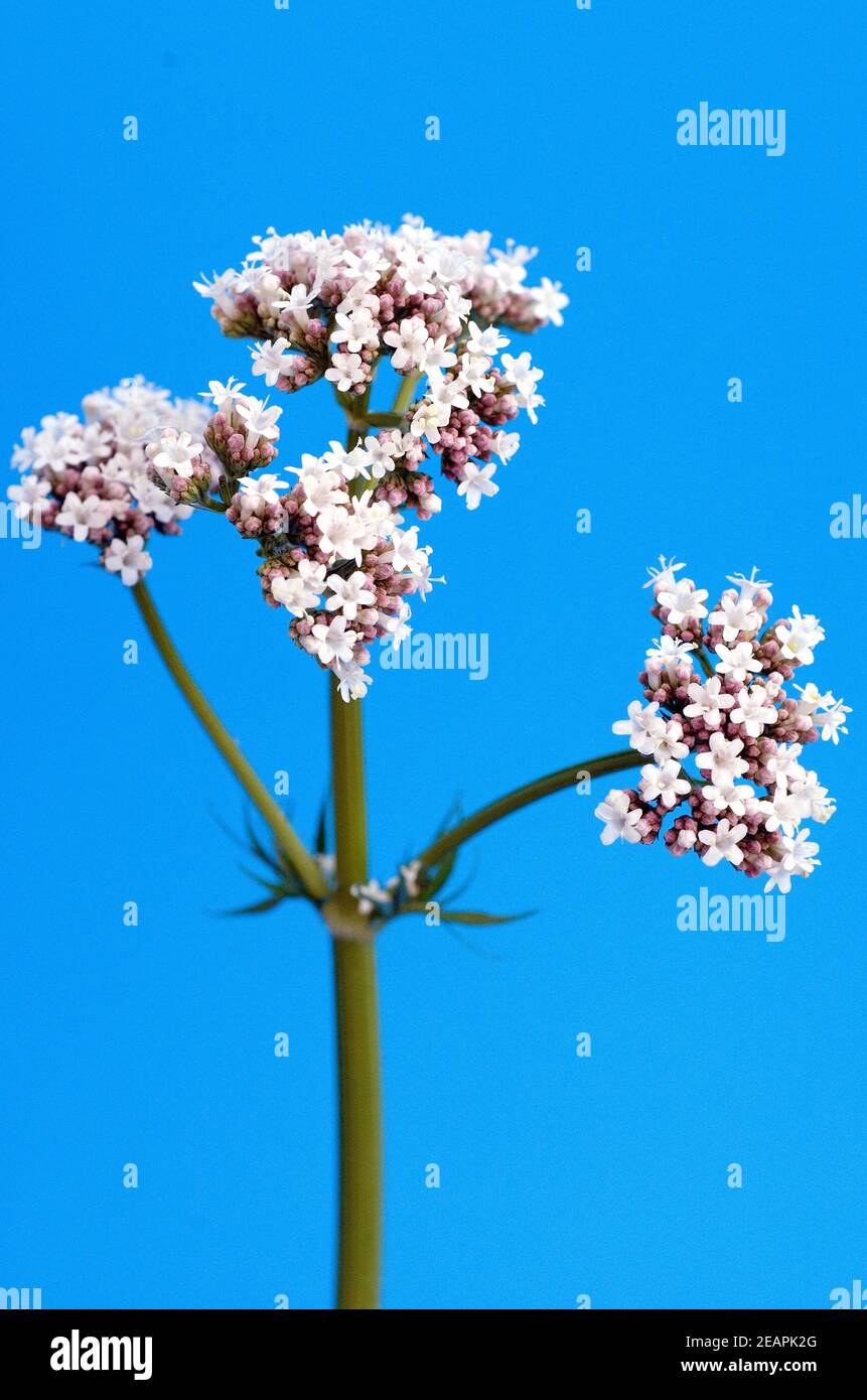 Baldrian hi-res stock photography and images - Alamy