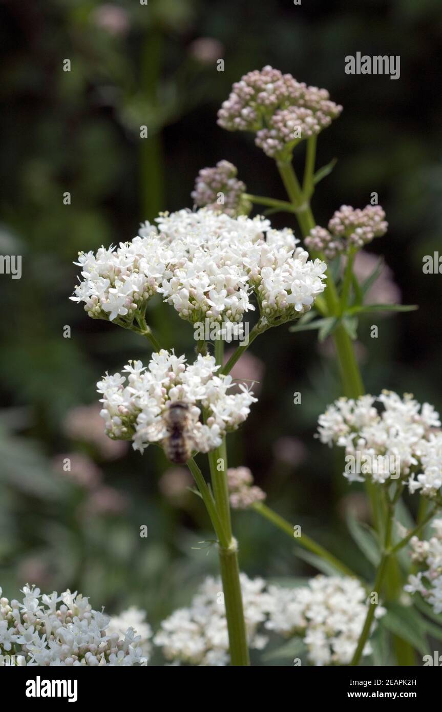 Baldrian hi-res stock photography and images - Alamy