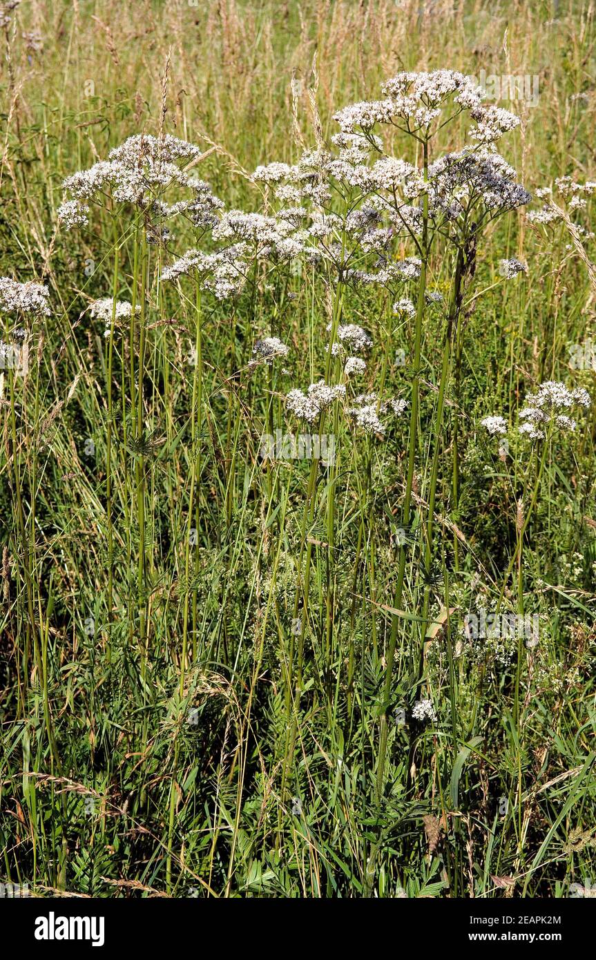 Baldrianbluete hi-res stock photography and images - Alamy