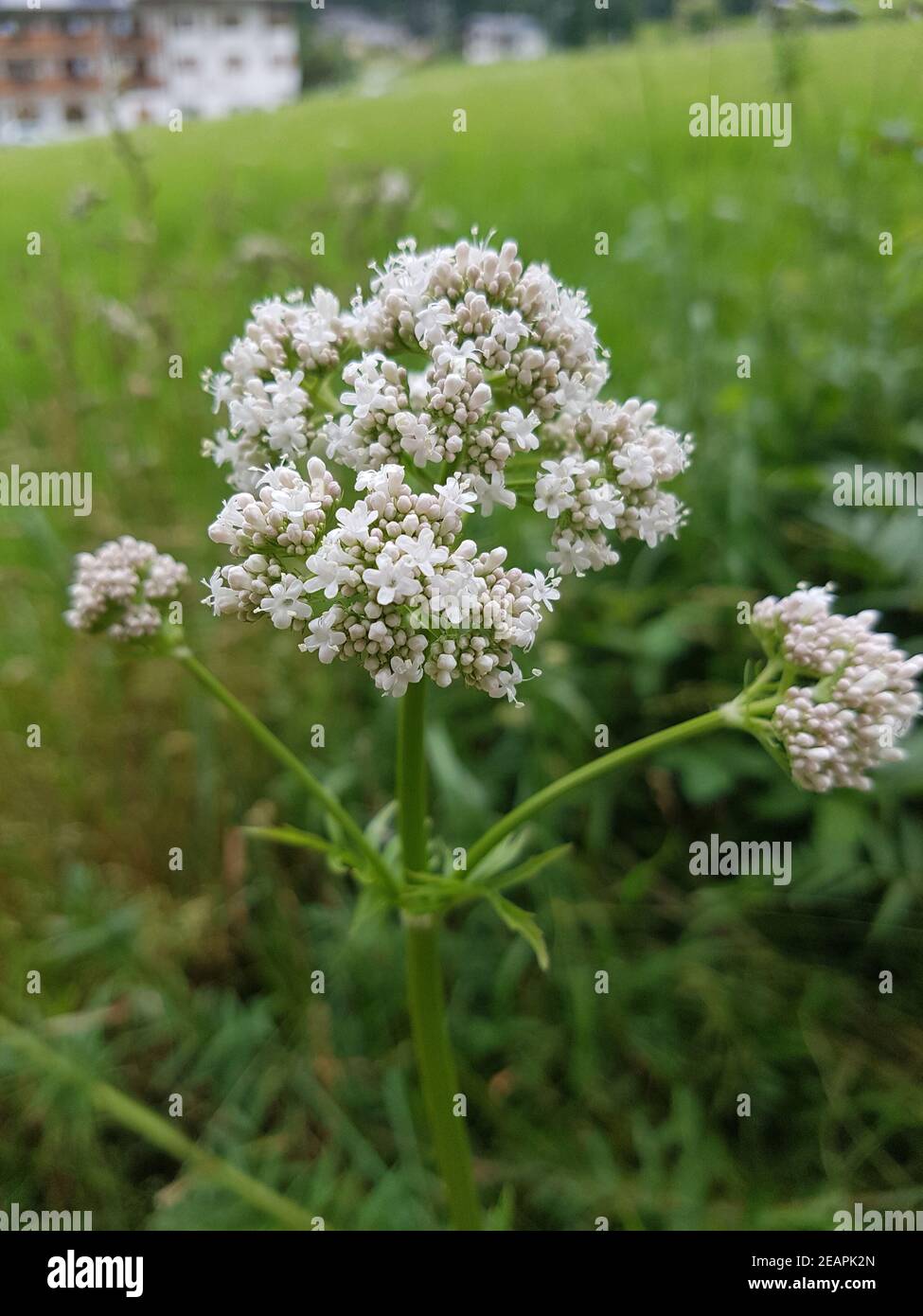Baldrian baldrianbluete valeriana officinalis hi-res stock photography ...