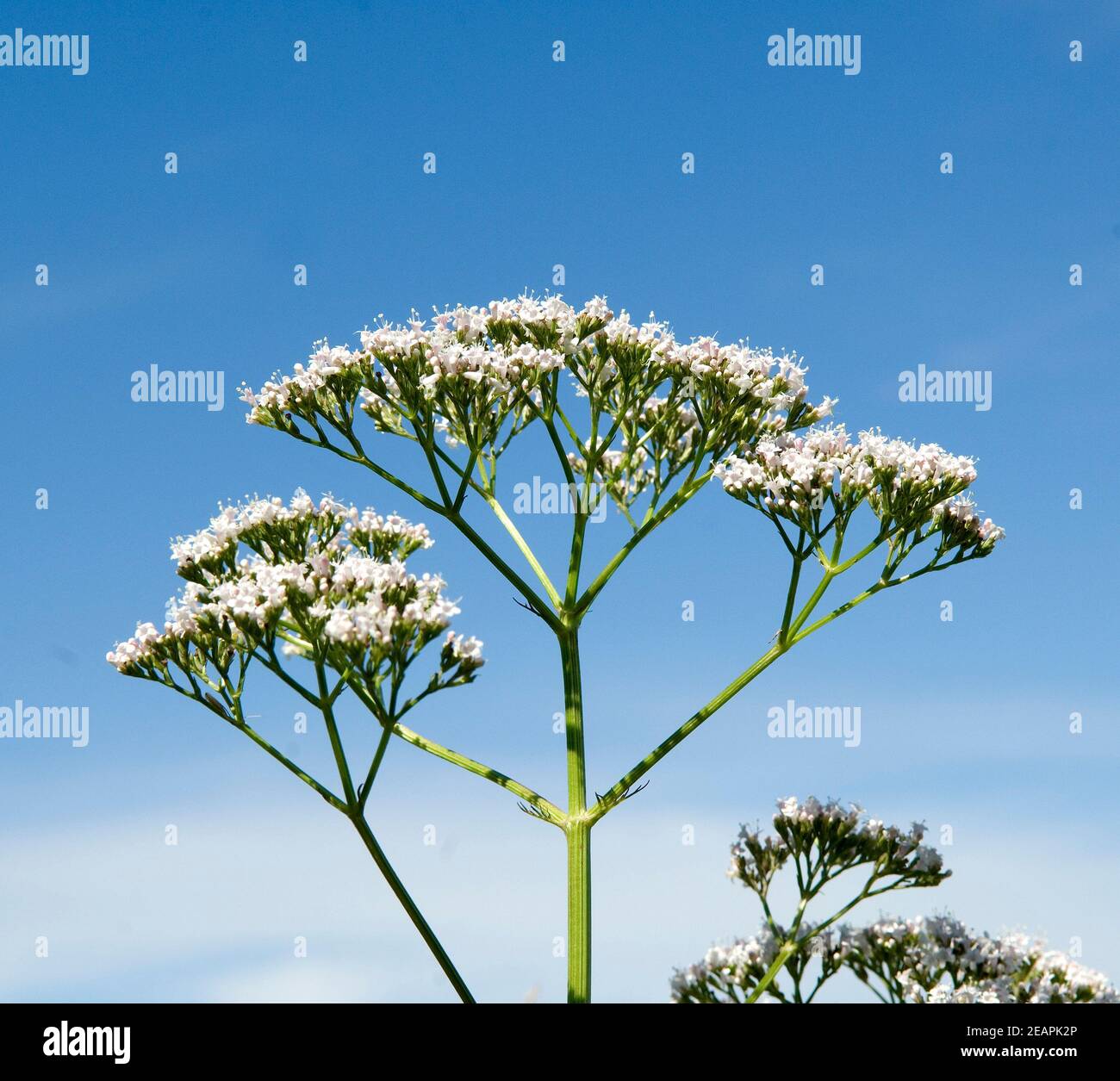 Baldrianbluete hi-res stock photography and images - Alamy