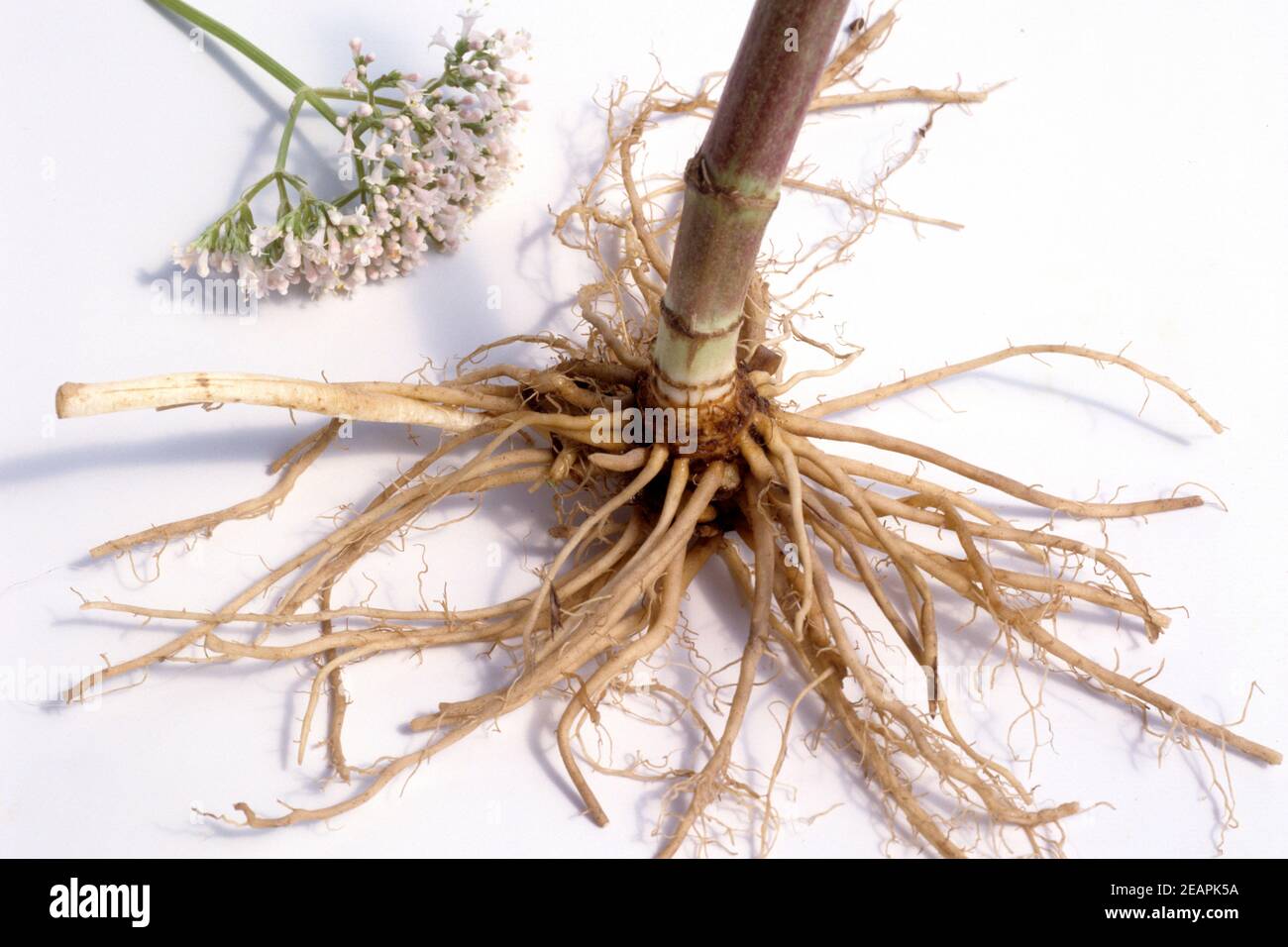 Baldrian, Baldrianbluete, Valeriana, officinalis, Heilpflanze Stock ...