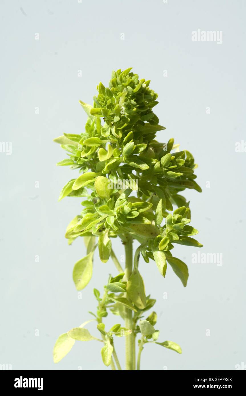 Krasutergarten hi-res stock photography and images - Alamy