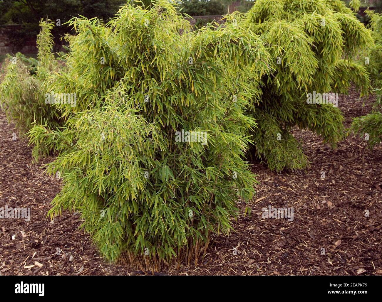 Bambus Jonny Gigant, Panda Stock Photo - Alamy