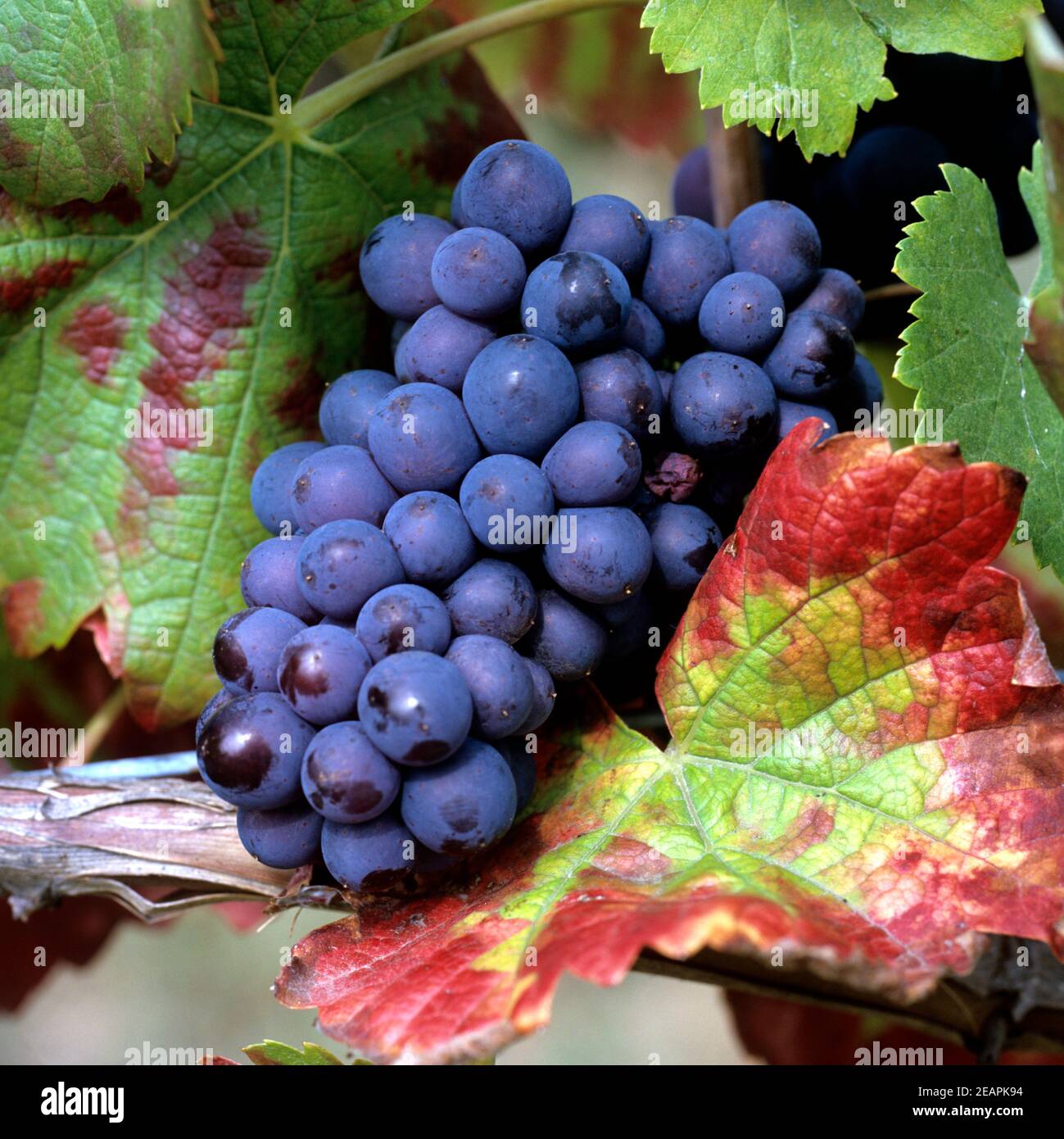 Bastardo hi-res stock photography and images - Alamy