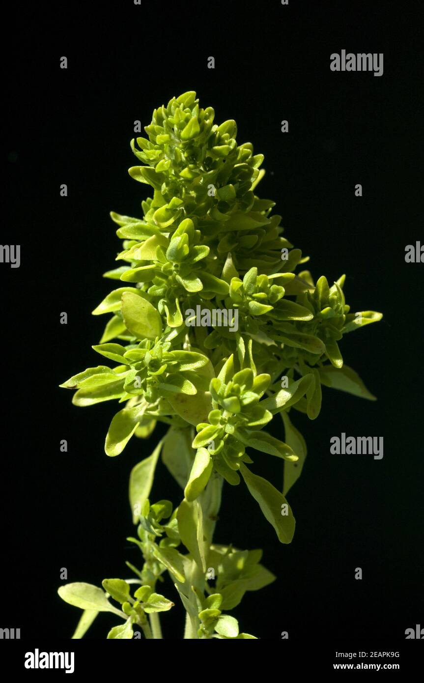 Piccolino hi-res stock photography and images - Alamy