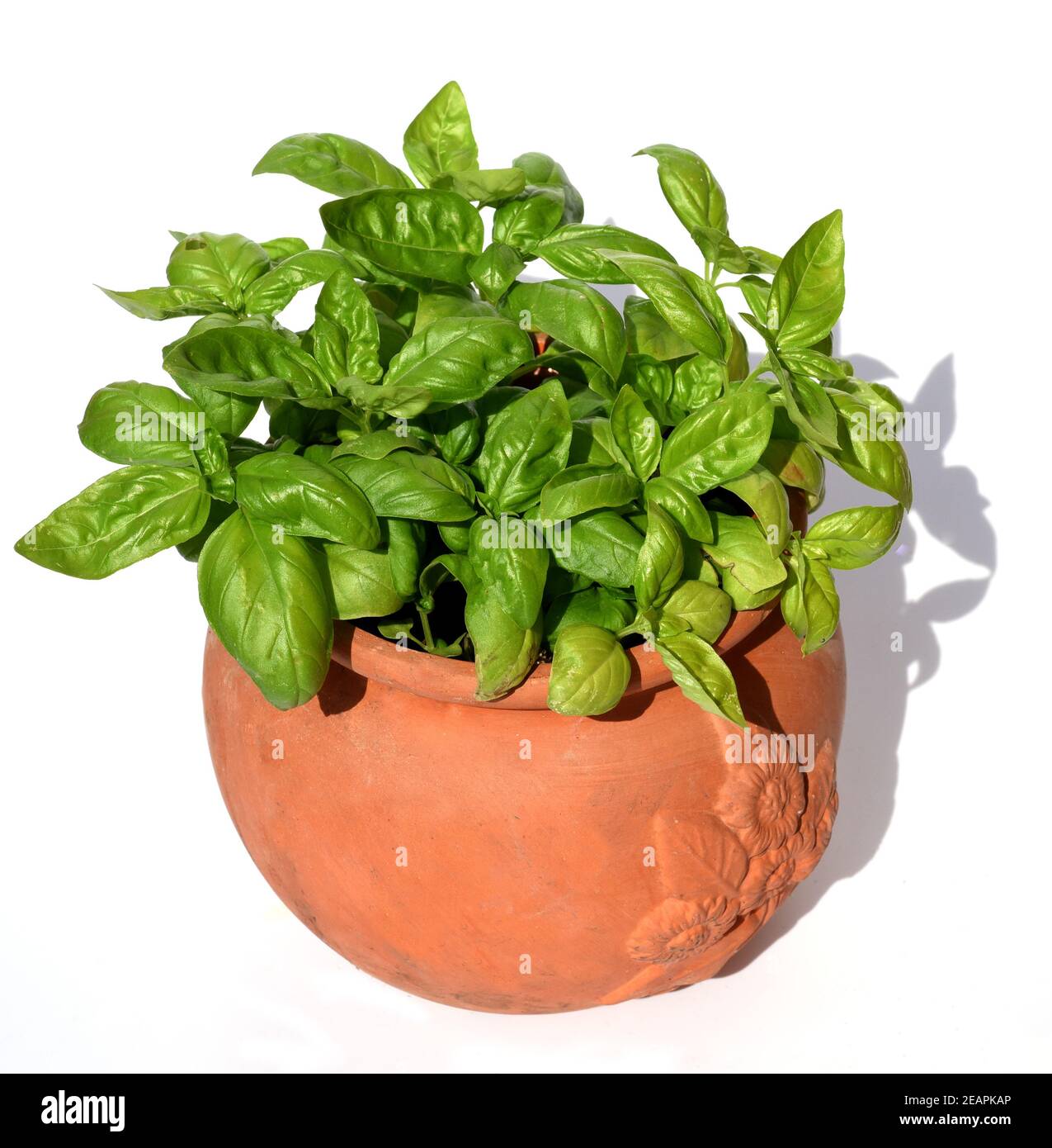 Basilikum ocimum basilicum hi-res stock photography and images - Alamy