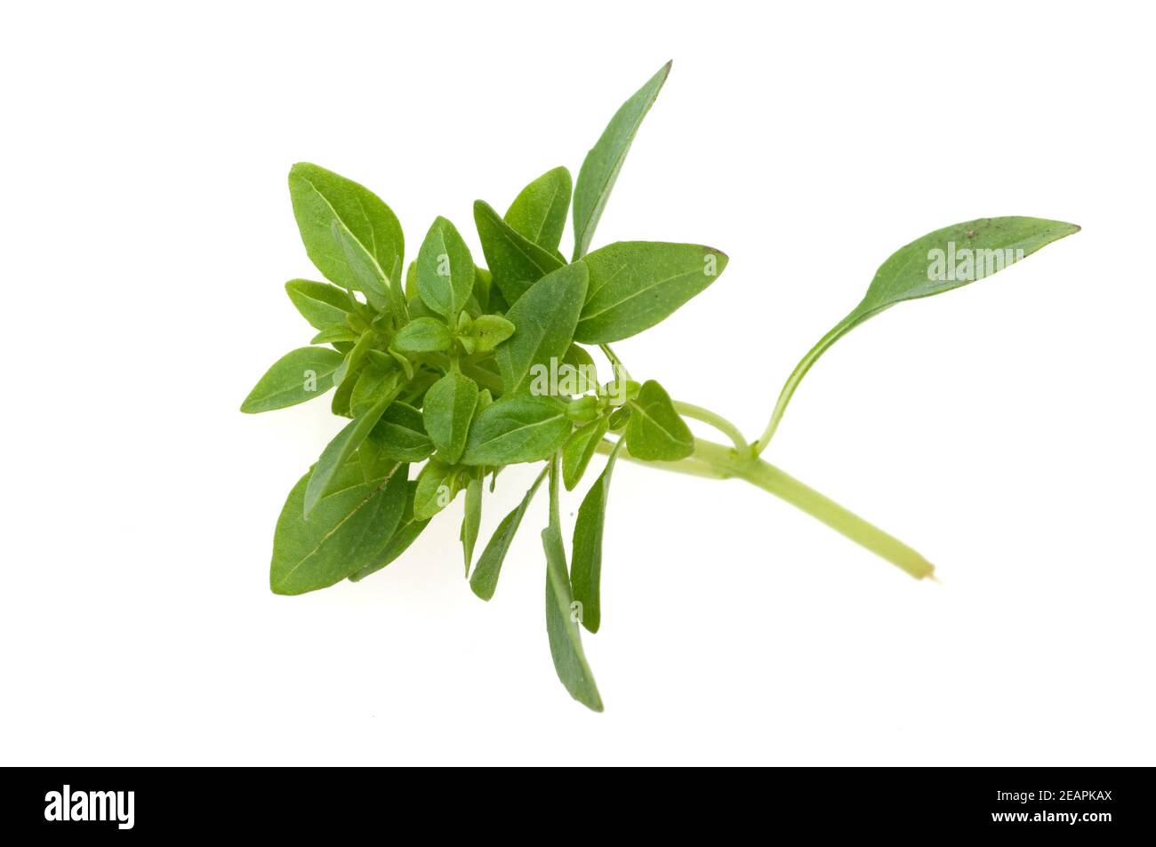 Basilikum, Ocimum, basilicum Stock Photo - Alamy