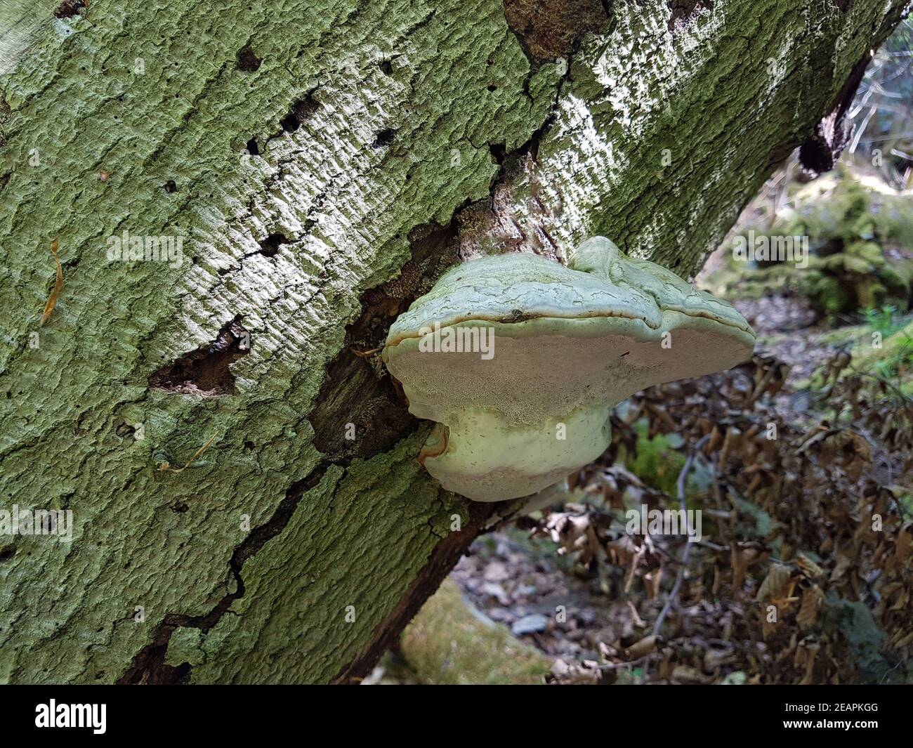Urwald, Baumriesen, Baumpilze Stock Photo - Alamy