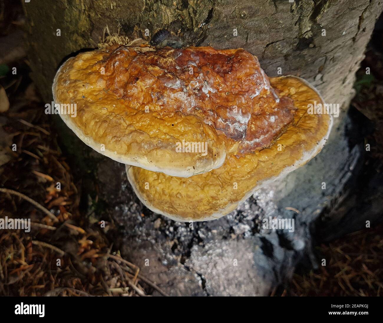 Schichtporling hi-res stock photography and images - Alamy