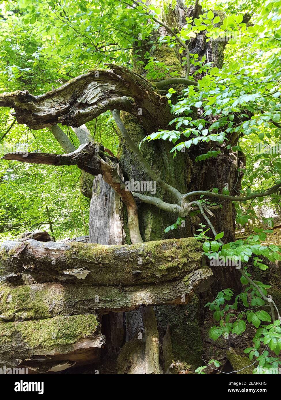 Urwald, Sababurg, Reinhardswald Stock Photo - Alamy