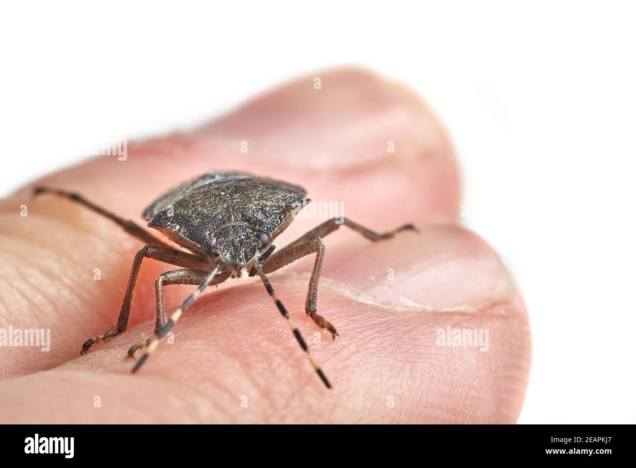 Stink bug closeup Stock Photo - Alamy