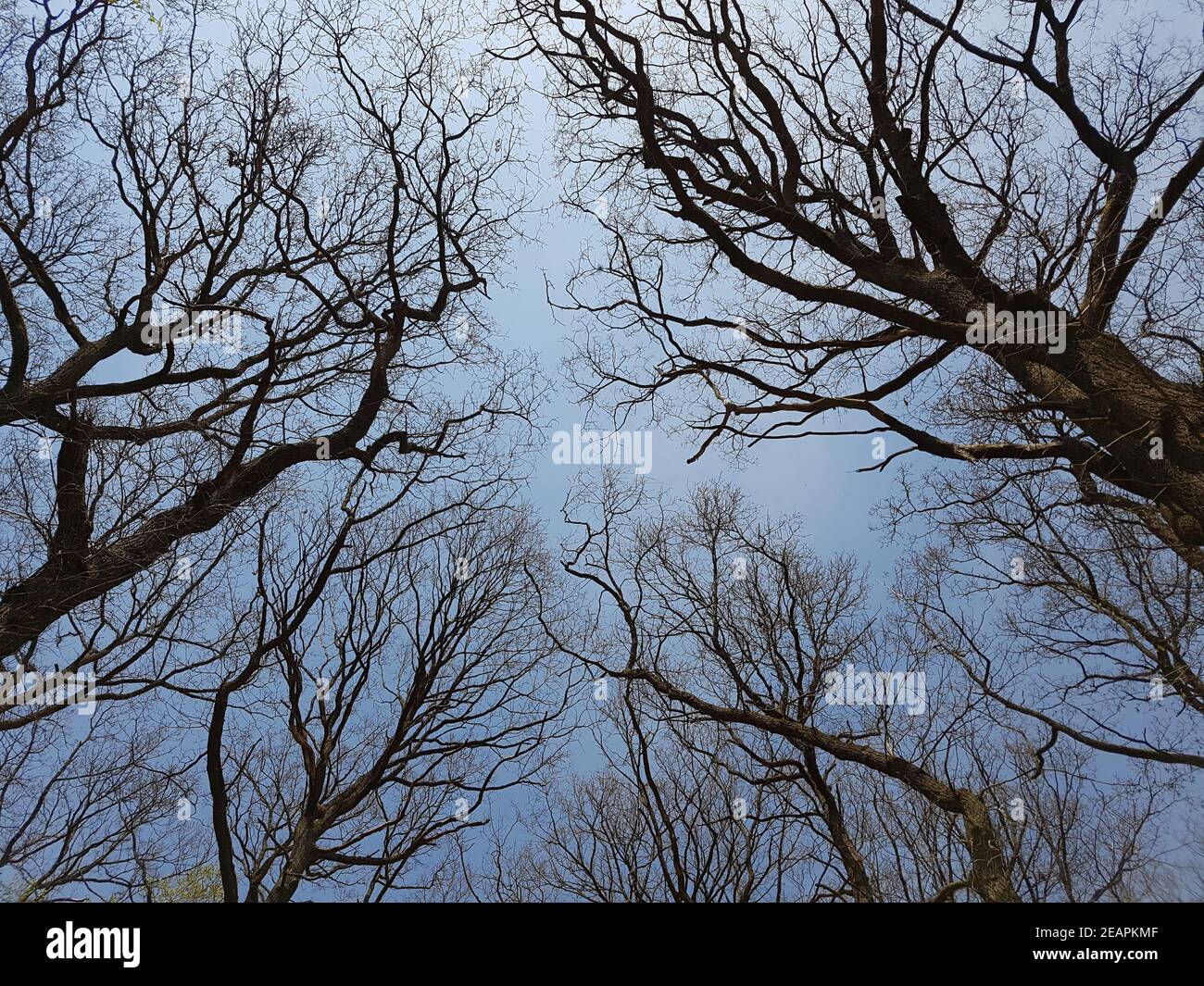 Eichenwald hi-res stock photography and images - Alamy