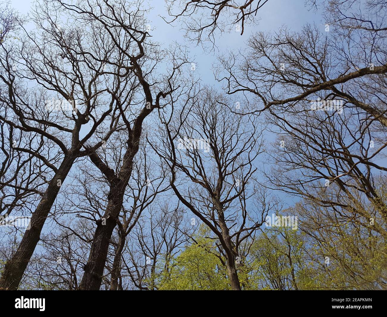 Eichenwald hi-res stock photography and images - Alamy