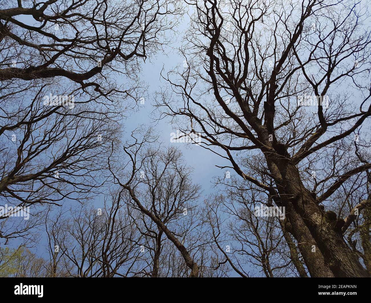 Eichenwald hi-res stock photography and images - Alamy