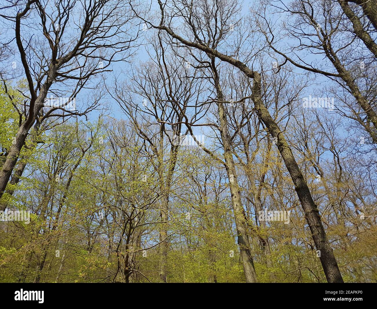 Eichenwald hi-res stock photography and images - Alamy