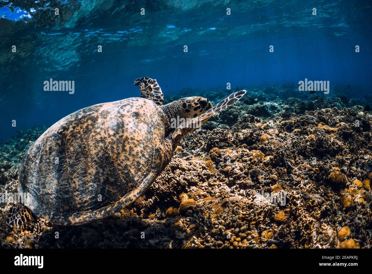 Green sea turtle in blue ocean. Turtle underwater Stock Photo - Alamy