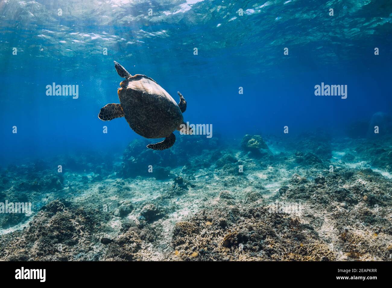 Green sea turtle in blue ocean. Turtle underwater Stock Photo - Alamy