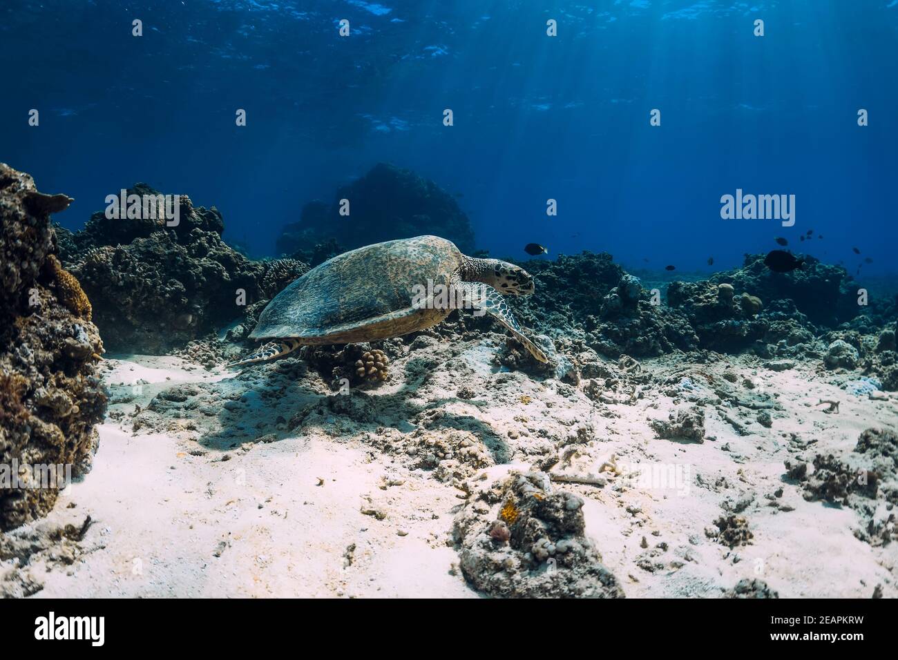 Green sea turtle in blue ocean. Turtle underwater Stock Photo - Alamy
