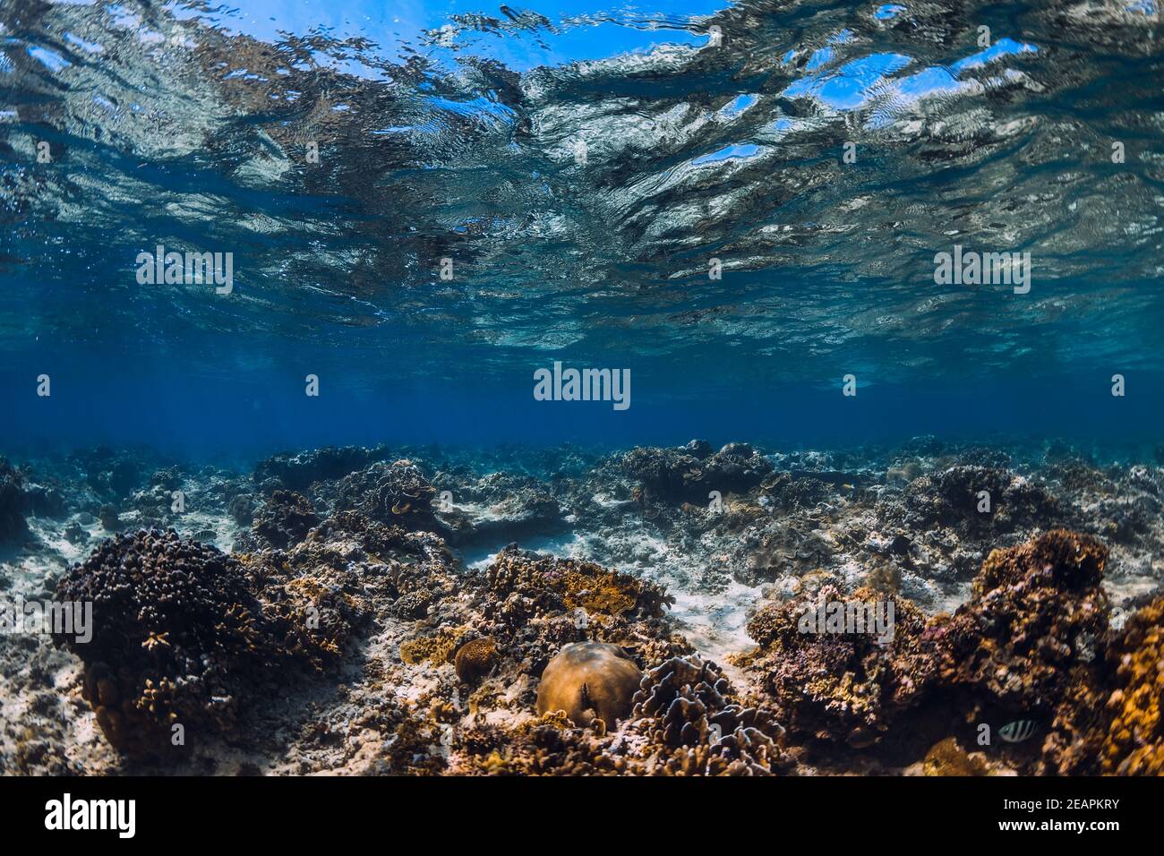 Tropical transparent ocean with corals in underwater Stock Photo - Alamy