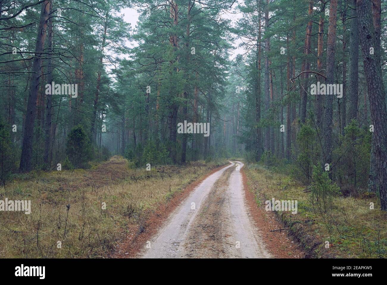 Misty woodland path in hi-res stock photography and images - Alamy